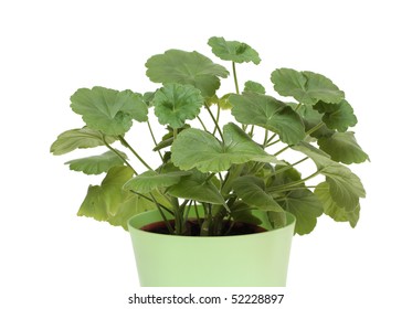 Geranium Pot Stock Photo 52228897 | Shutterstock