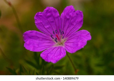 56 Marsh crane's bill Images, Stock Photos & Vectors | Shutterstock
