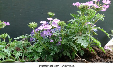 Geraniums Ground Stock Photo 648196585 | Shutterstock