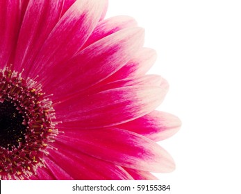 Gerbera On White Background Stock Photo 59155384 | Shutterstock