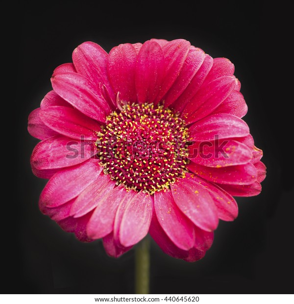 Gerbera Single Stock Photo (Edit Now) 440645620