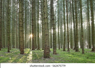 119,662 German Forests Images, Stock Photos & Vectors | Shutterstock