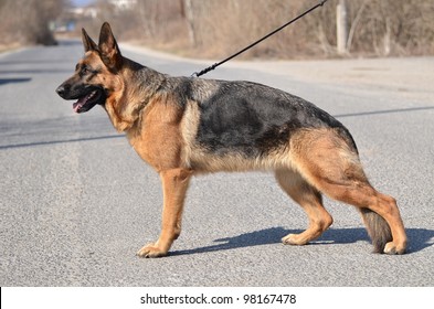 1,233 fotos de German shepherd side view - Fotos, imágenes y otros ...
