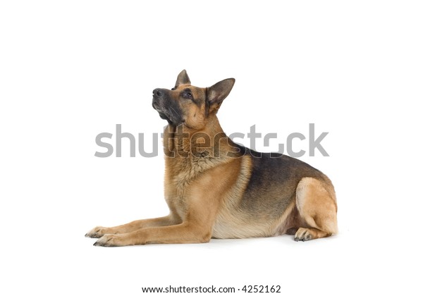 German Shepherd Laying Down Looking Stock Photo (Edit Now) 4252162