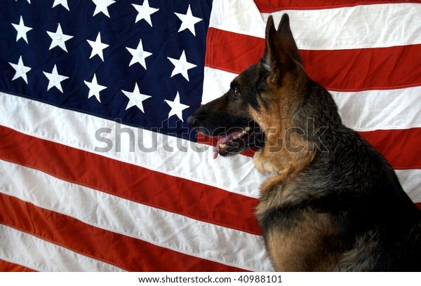 German Shepherd On Flag Backdrop Symbolize Stock Photo (Edit Now) 40988101