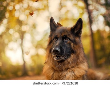 German Shepherd Stock Photo 613342841 | Shutterstock