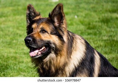 German Shepperd Stock Photo 106978847 | Shutterstock