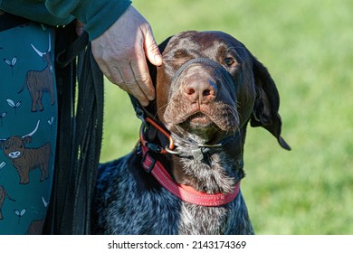 German Short Haired Pointer Pointer Gsp Stock Photo 2143174369 ...