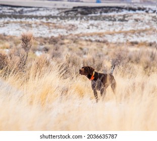 German Short Haired Pointer On Point Stock Photo 2036635787 | Shutterstock