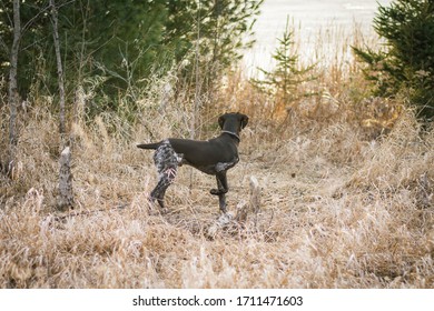 292 Pointer beak Images, Stock Photos & Vectors | Shutterstock