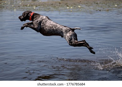 292 Pointer beak Images, Stock Photos & Vectors | Shutterstock