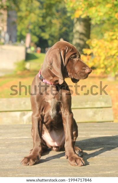 49 Solid Liver Gsp Images, Stock Photos & Vectors | Shutterstock