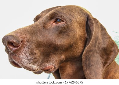 49 Solid Liver Gsp Images, Stock Photos & Vectors | Shutterstock