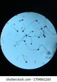 Germinated Pollen Under Microscope Stock Photo 1704861265 | Shutterstock