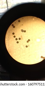 402 Pollen grain microscope Images, Stock Photos & Vectors | Shutterstock