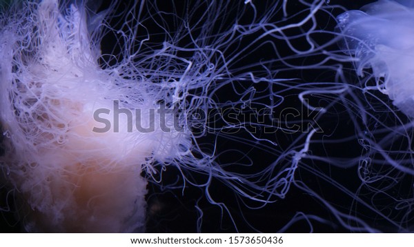 Germs Microorganism Cells Under Microscope Viruses Stock Photo (Edit ...