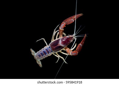 870 Ghost Crayfish Images, Stock Photos & Vectors | Shutterstock