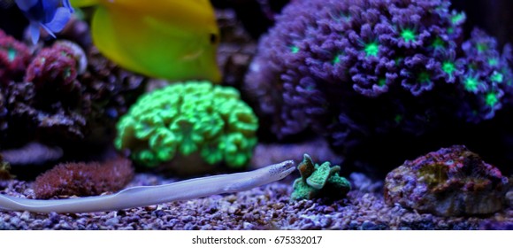 Ghost Eel Pseudechidna Brummeri Stock Photo 675332017 | Shutterstock