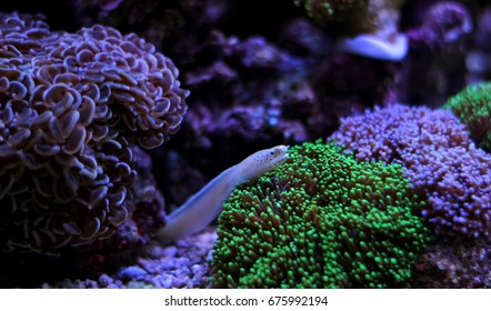 92 imagens de White ribbon eel Imagens, fotos stock e vetores ...