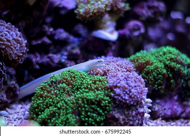 Ghost Eel Pseudechidna Brummeri Stock Photo (Edit Now) 675992245