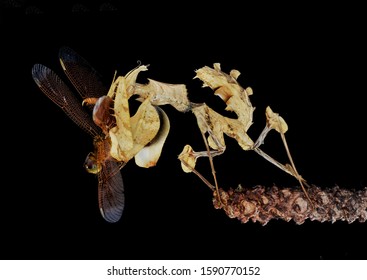 Ghost Mantis Know Phyllocrania Paradoxa Species Stock Photo 1590770152 ...