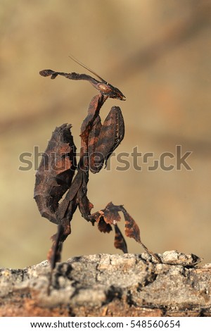 Ghost Mantis Phyllocrania Paradoxa Stock Photo (Edit Now) 548560654 ...
