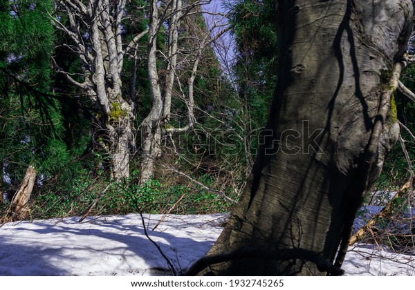Giant Beech Tree Bizarre Shape Snowcovered Stock Photo 1932745265 ...