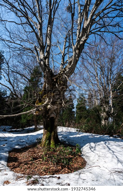 Giant Beech Tree Bizarre Shape Snowcovered Stock Photo 1932745346 ...