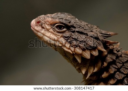 Giant Dragon Lizard Stock Photo (Edit Now) 308147417 - Shutterstock