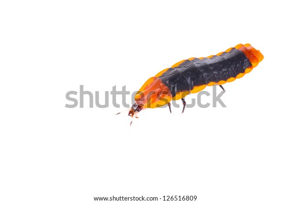 Giant Firefly Stock Photo 126516809 | Shutterstock