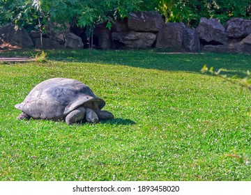 Giant Gray Tortoise Hemispherical Shell Slowly Stock Photo 1893458020 ...