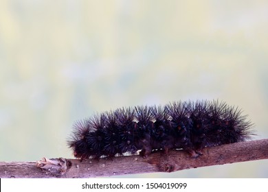 Giant Leopard Moth Caterpillar Hypercompe Scribonia Stock Photo ...