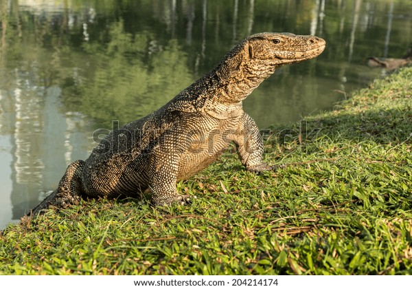 Giant Lizard Stock Photo (Edit Now) 204214174