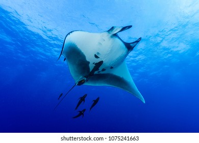 Giant Manta Ray Stock Photo 1075241663 | Shutterstock