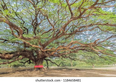 Giant Monkey Pod Tree View Colorful Stock Photo 1184658481 | Shutterstock