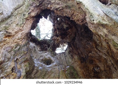 10,485 Oak tree hole Images, Stock Photos & Vectors | Shutterstock