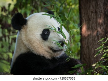 Giant Panda Bear Stock Photo 720537553 | Shutterstock