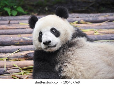 Panda Sleeping On Wooden Floor Stock Photo (Edit Now) 691234525