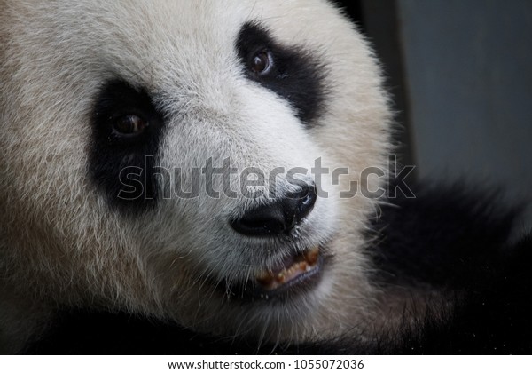 Giant Panda Face Close Stock Photo 1055072036 | Shutterstock