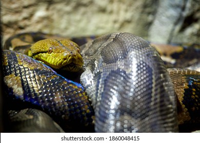 778 Giant Pythons Images, Stock Photos & Vectors | Shutterstock