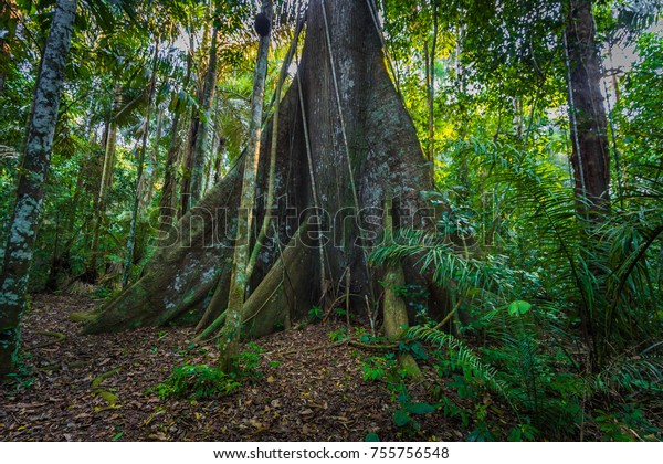 Giant Tree Amazon Rainforest Manu National Stock Photo 755756548 ...