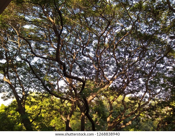 Giant Tree Branches Web Greenery Shoot Stock Photo 1268838940 ...