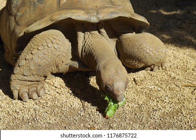 Giant Turtle Eats Leaf Reserve La Stock Photo 1176875722 | Shutterstock