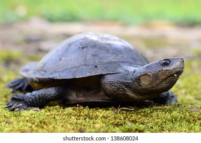 4 Black turtle with tentacles on chin Images, Stock Photos & Vectors ...