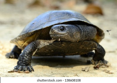 4 Black turtle with tentacles on chin Images, Stock Photos & Vectors ...