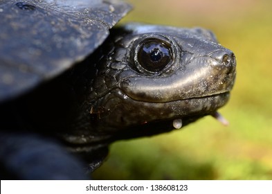 8 Phrynops gibbus Images, Stock Photos & Vectors | Shutterstock