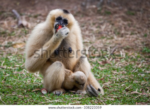 Gibbon Stock Photo 338223359 | Shutterstock