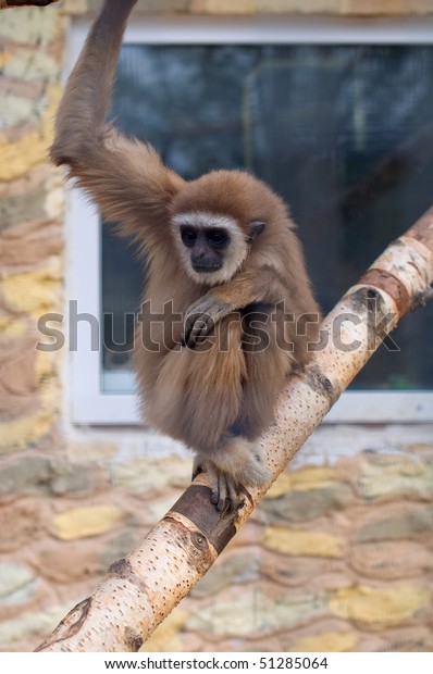 Gibbon Monkey Stock Photo 51285064 | Shutterstock