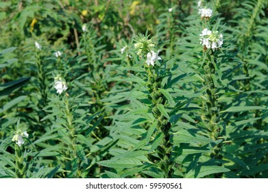 Cannabis Genus Flowering Plants Family Cannabaceae Stock Photo (Edit ...