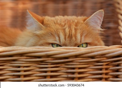 110,410 Ginger fur Images, Stock Photos & Vectors | Shutterstock